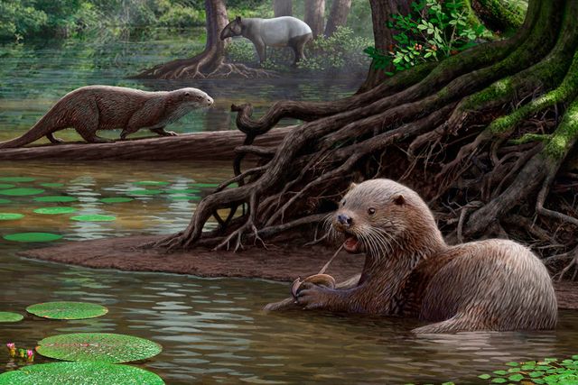 Does prehistoric otter explain Dobhar-chú myth? | Irish Independent