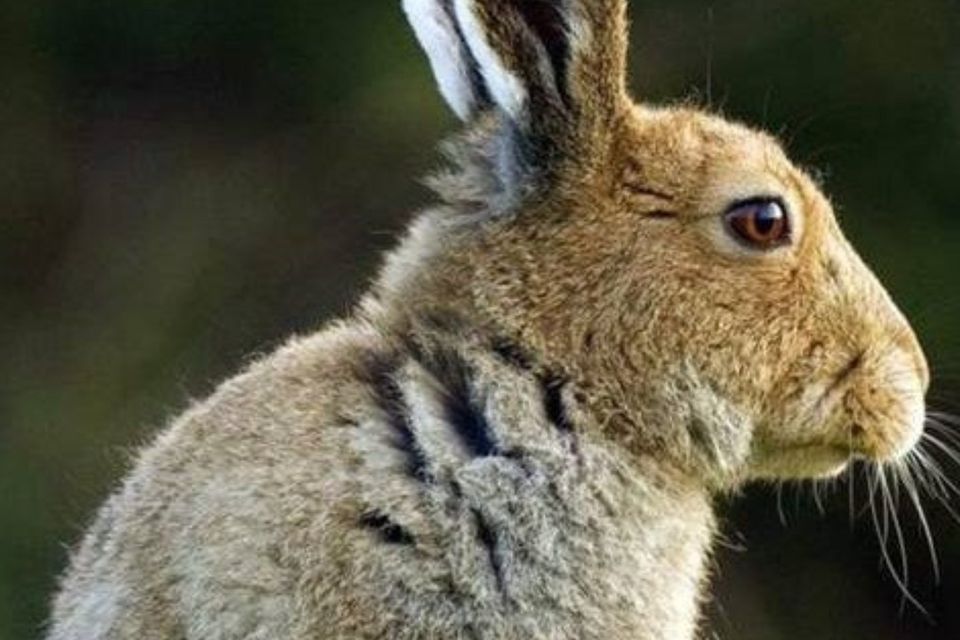 Hares and rabbits under threat from RHD outbreak | Irish Independent