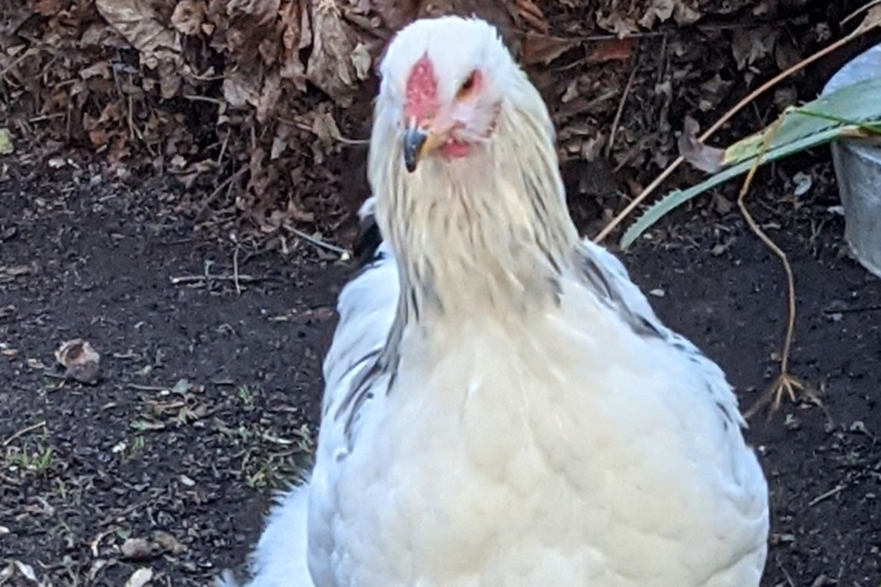 A rooster with feathery feet stole our hearts | Irish Independent