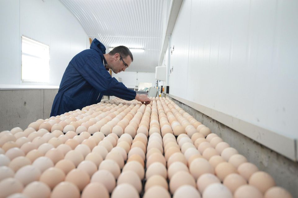 Hatching a plan: how a switch to poultry turned this farm around ...
