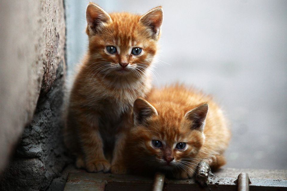 Lay of the Land: Have a heart and help to look after the stray cats who ...