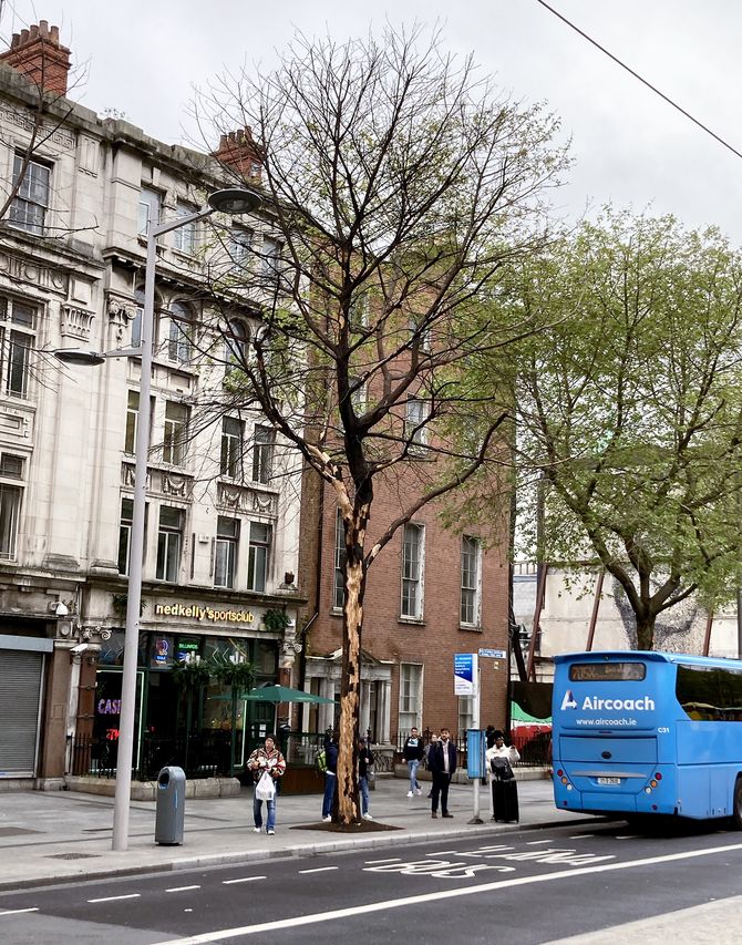 O’Connell Street tree ‘badly burnt’ during Dublin riots must be cut ...