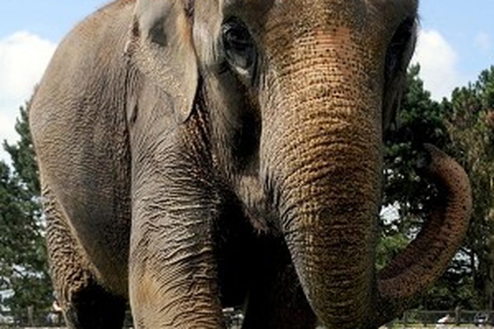 'Legal' ivory stocks sale blocked | Independent.ie