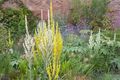 Diarmuid Gavin’s guide to plants that will thrive in dry conditions ...