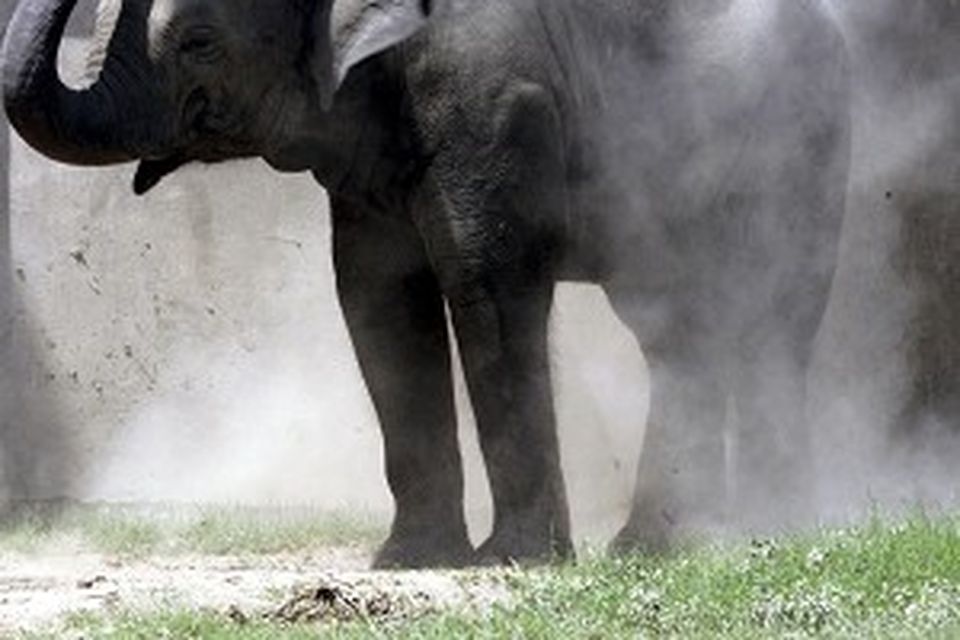 Worst year in decades for elephants | Irish Independent