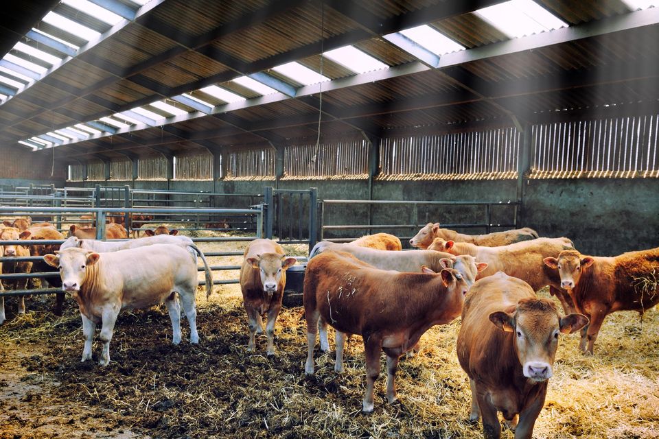 Gerry Giggins: Don’t knock the big feedlots – they set the standard for ...