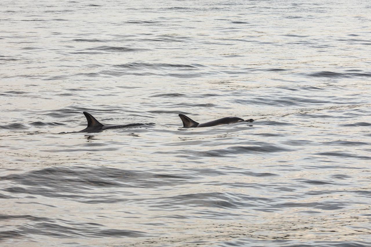 Wexford coast teeming with ‘more dolphins than ever’ | Irish Independent