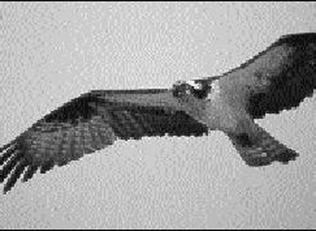 Osprey is spotted at Broadmeadows | Irish Independent