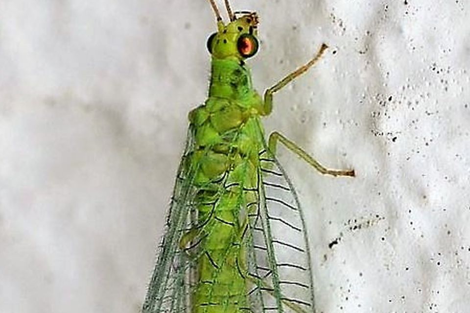 Green Lacewing provide excellent biological control | Irish Independent