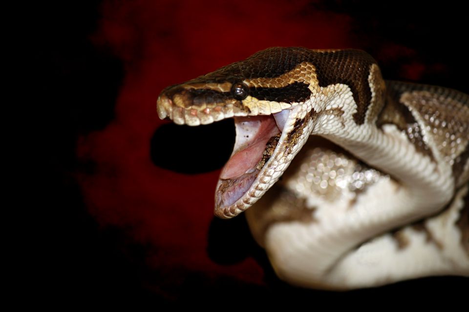 Grandmother is eaten alive by a python in Indonesian jungle | Irish ...