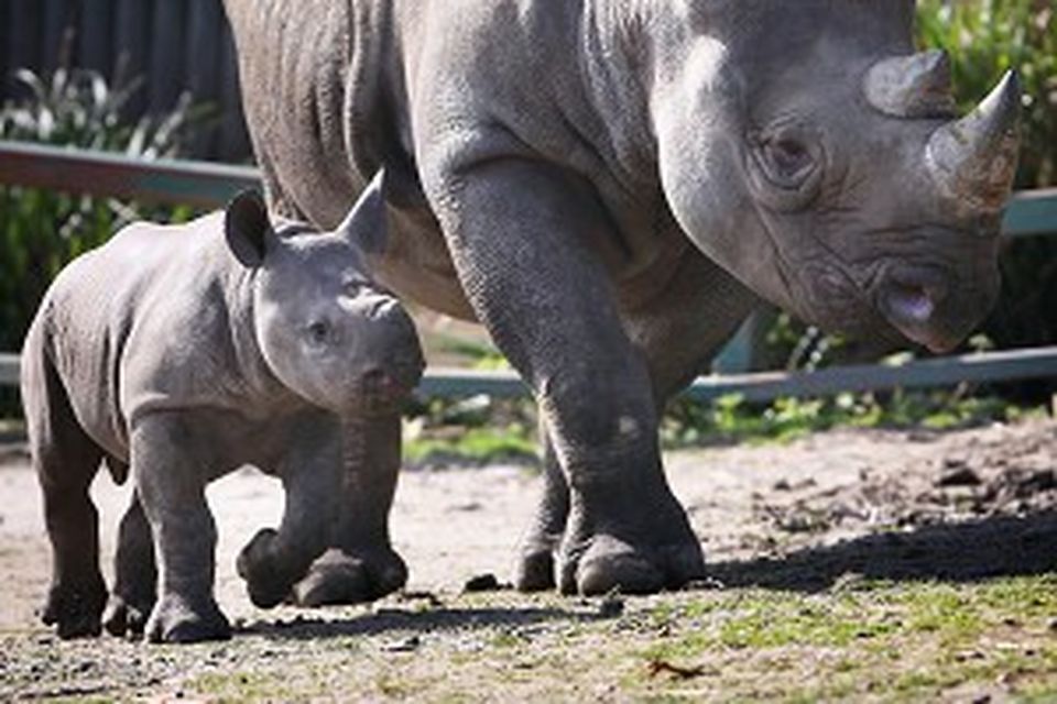 Western Black Rhino is 'extinct' | Irish Independent