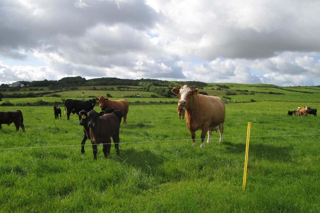 Substantial uptake of new SCEP suckler scheme among Wicklow farmers ...
