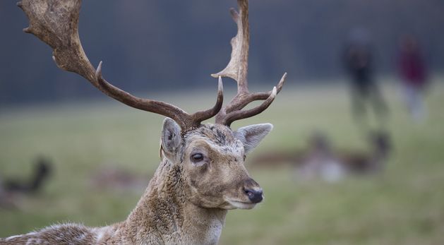Noise pollution a growing threat to survival of many species of ...