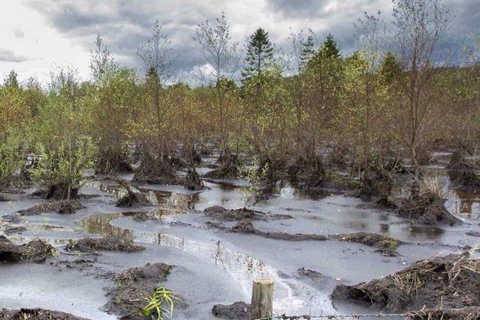 ‘Railroaded’ Leitrim farmers were given just five days to accept bog ...