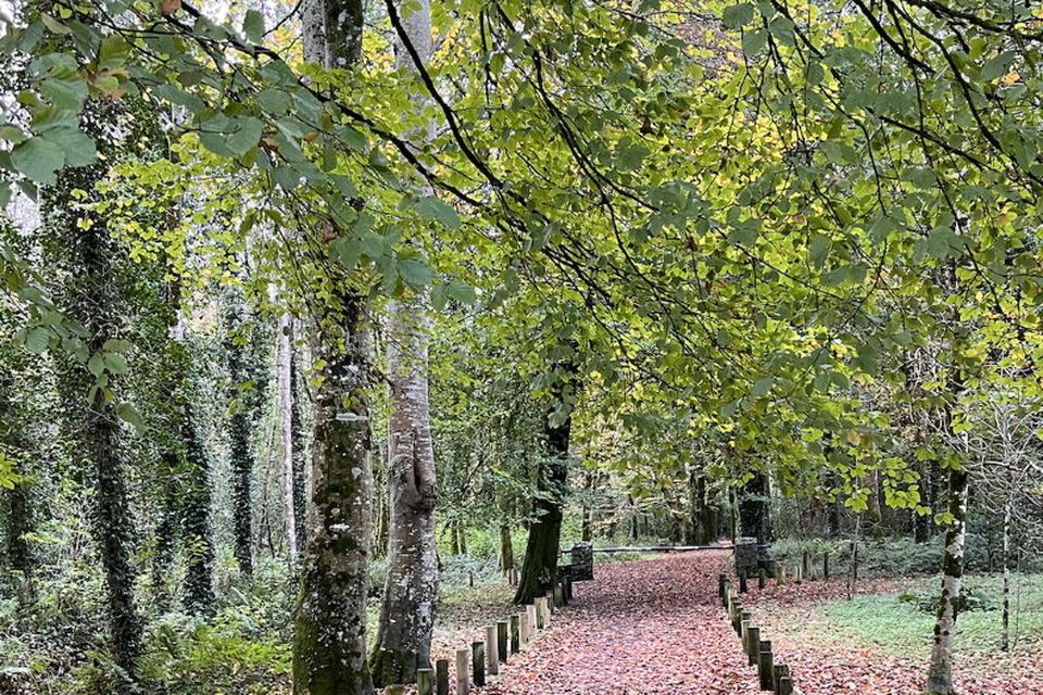 The natural beauty and biodiversity of Sligo’s Hazelwood truly inspires ...