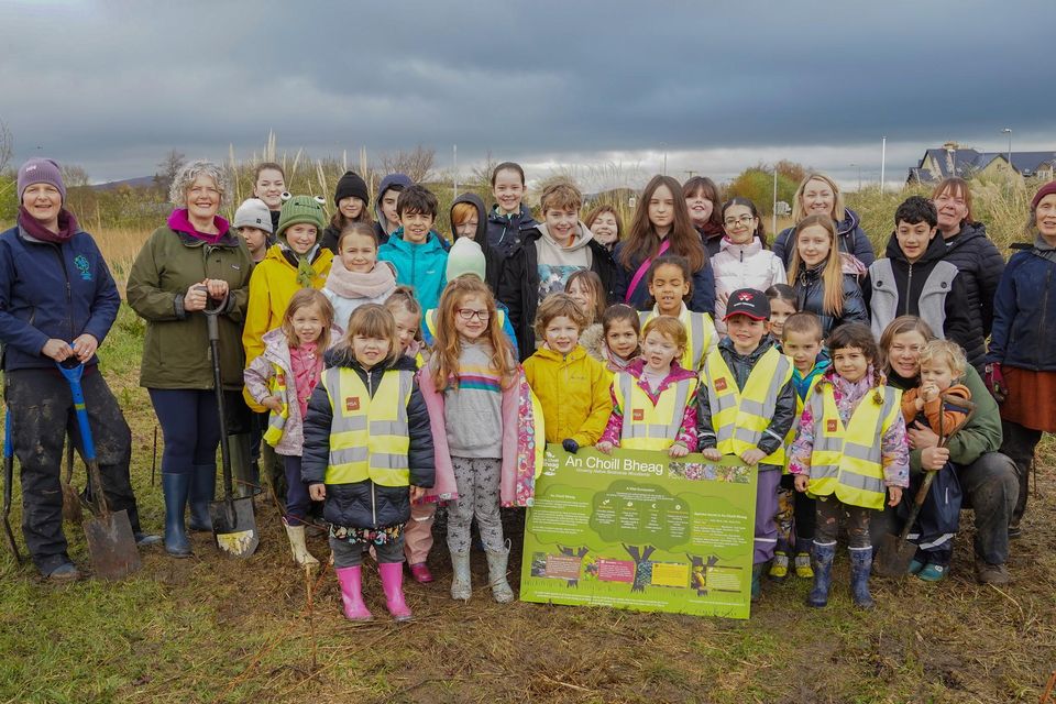 Tralee Educate Together marks 20th anniversary with tree planting ...
