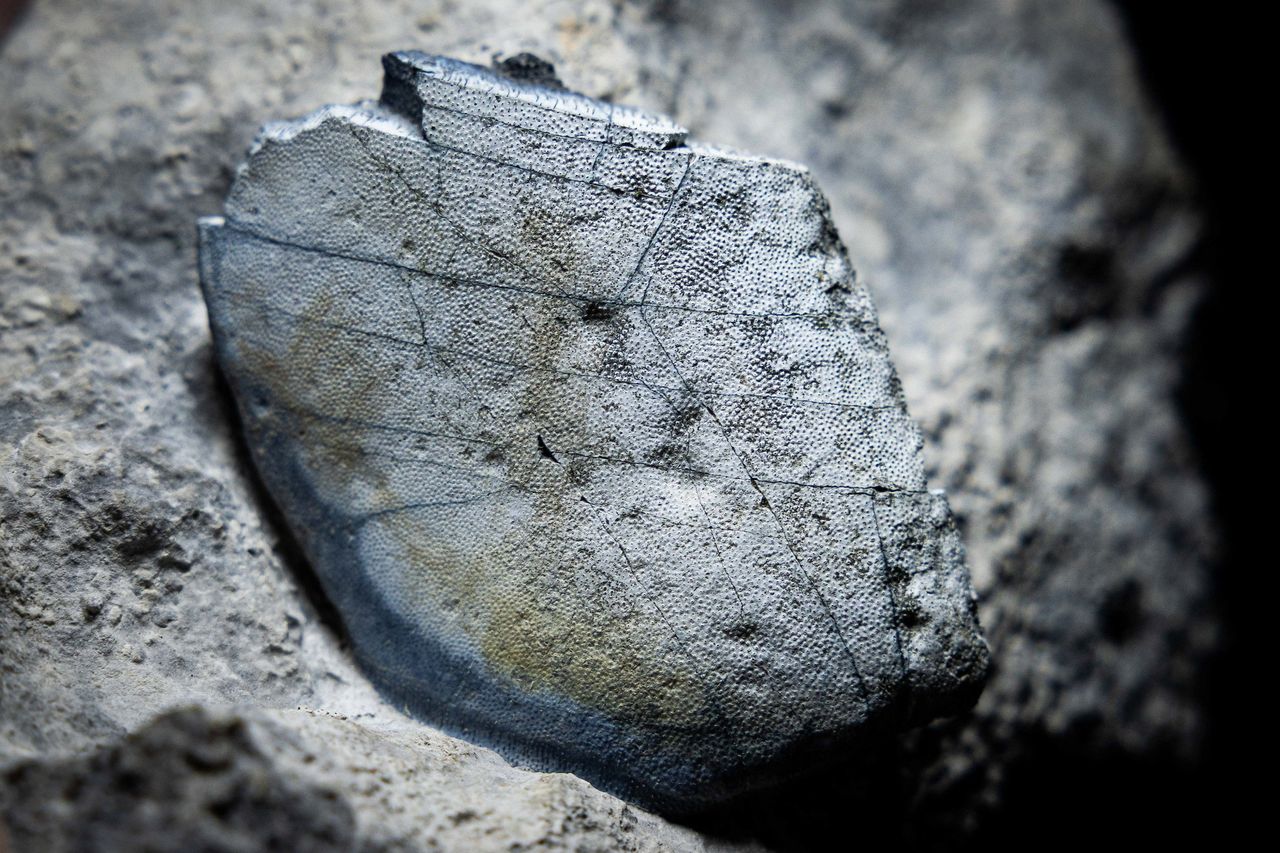 ‘A good example of citizen science’ – How fossil sharks dating back 330 ...