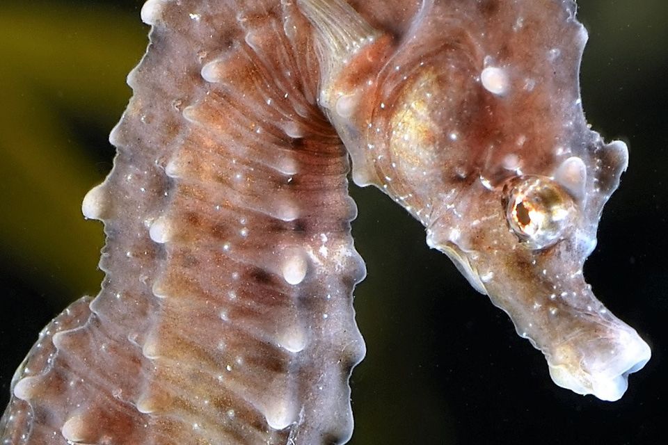 Seahorses - a unique group of sea fishes | Irish Independent