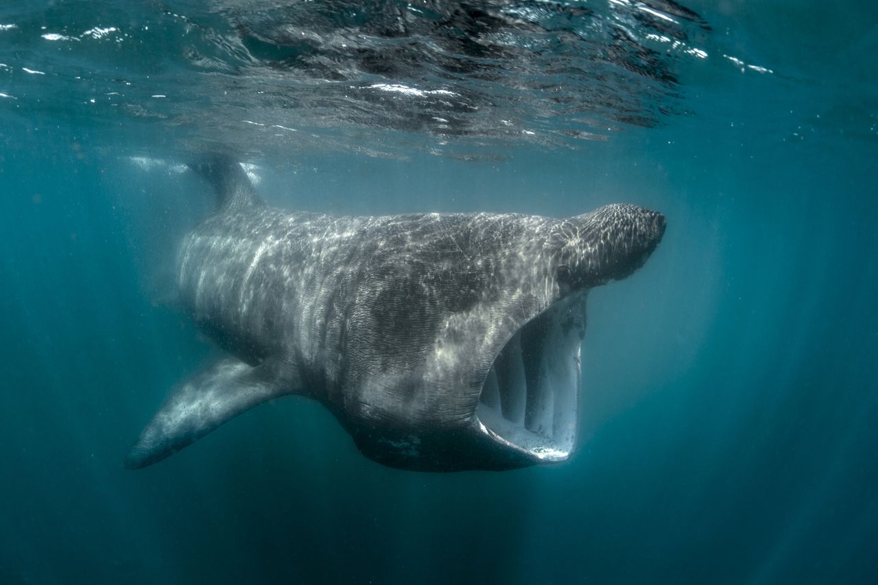 Warming oceans from climate change pose double threat to basking sharks ...