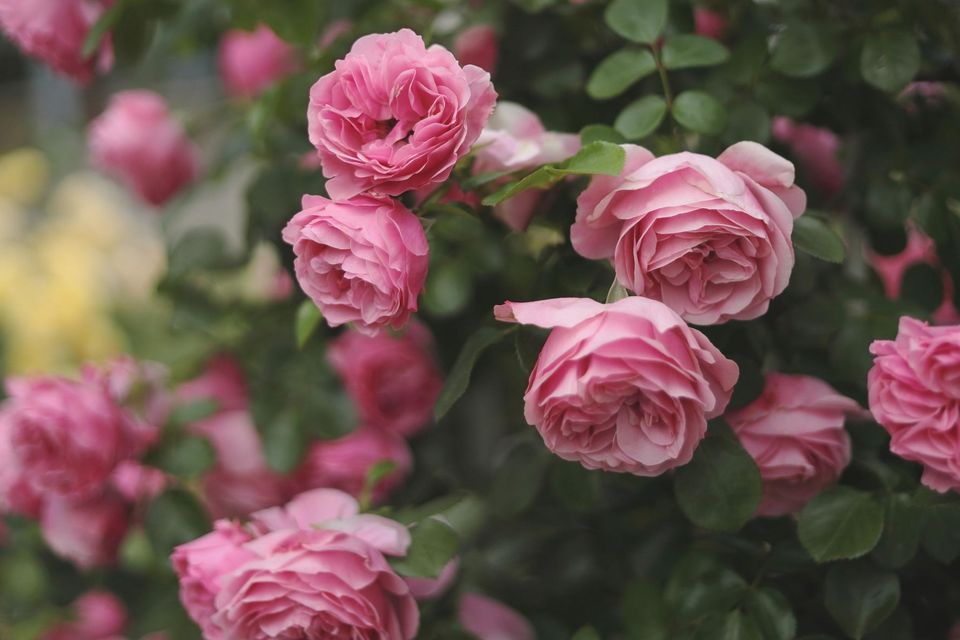 Diarmuid Gavin: Get Valentine’s ready by showing your roses some love ...