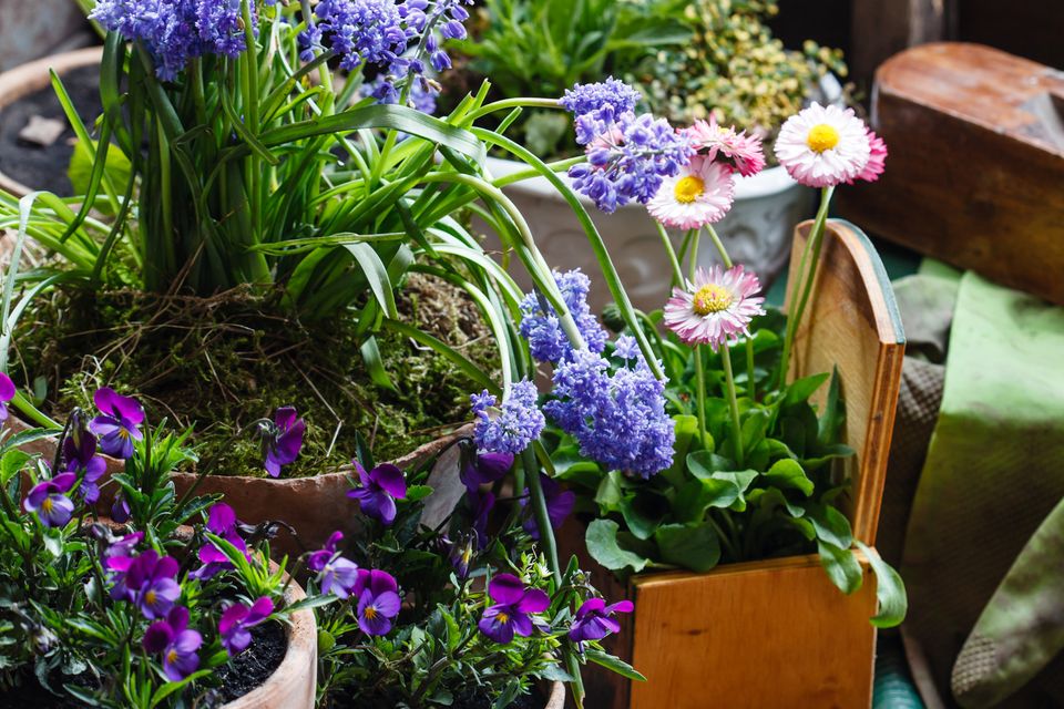 Diarmuid Gavin How To Create An Instant Spring Garden Irish Independent