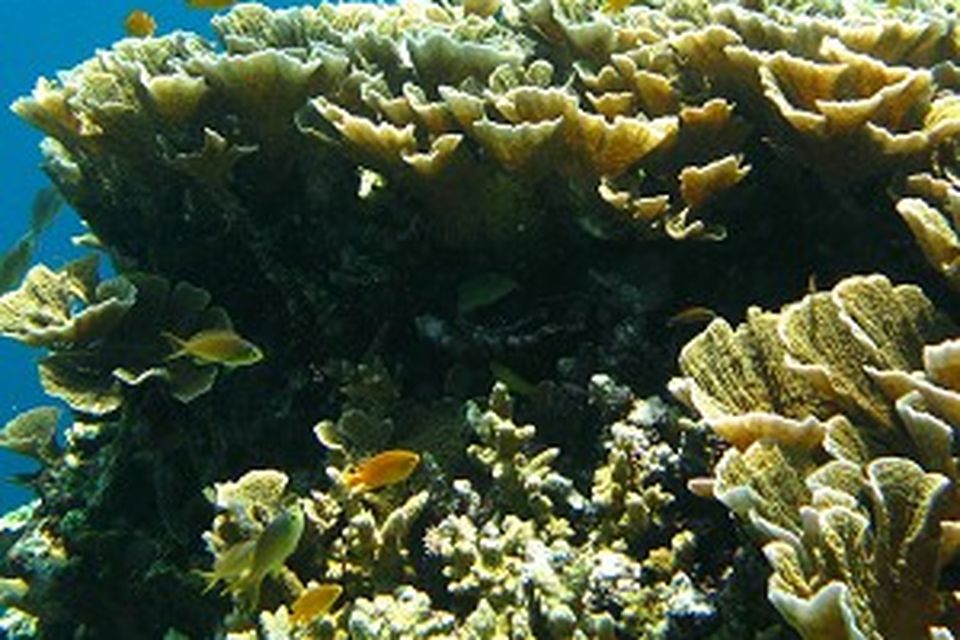 Floods add stress to Barrier Reef | Independent.ie