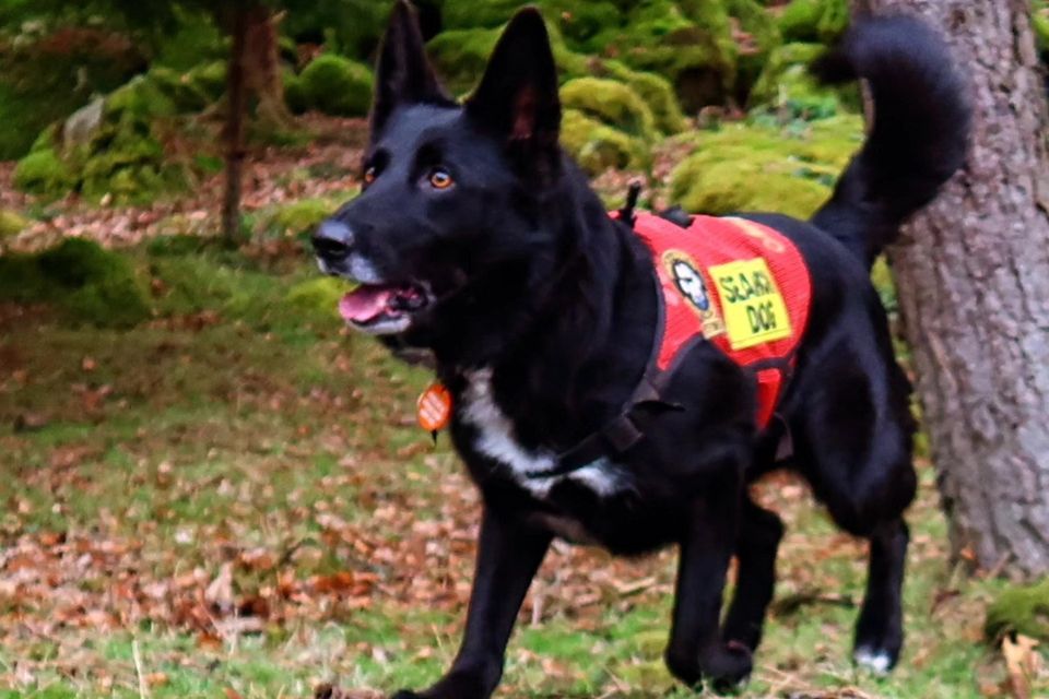 Dublin-Wicklow mountain rescue search dog finds missing vulnerable man ...