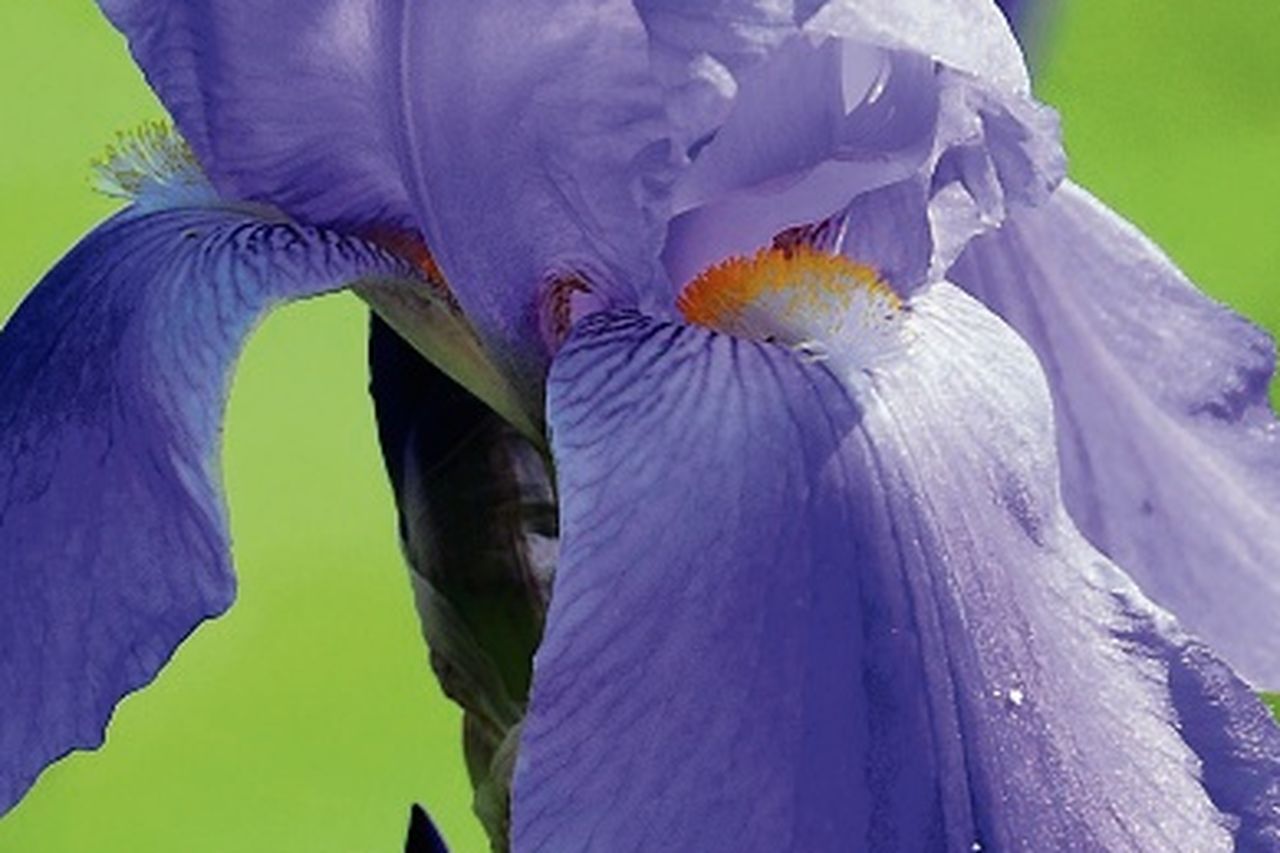 Beautiful purple flag heralds summertime | Irish Independent