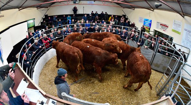 Beef kill up at 2015 level but prices lag behind | Irish Independent