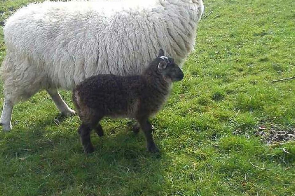 Ewe you won't believe your eyes... Irish farmer proud owner of half ...