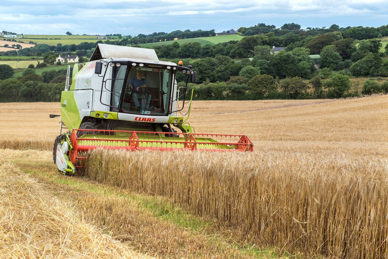 Grain growers call for launch of premium brand for Irish cereals ...