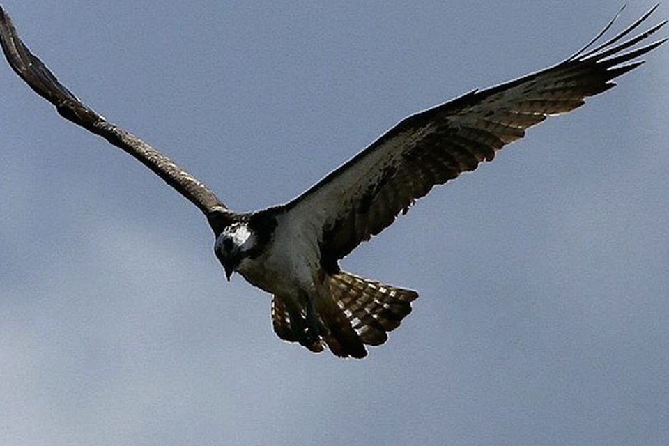 Rare osprey is captured on camera | Irish Independent