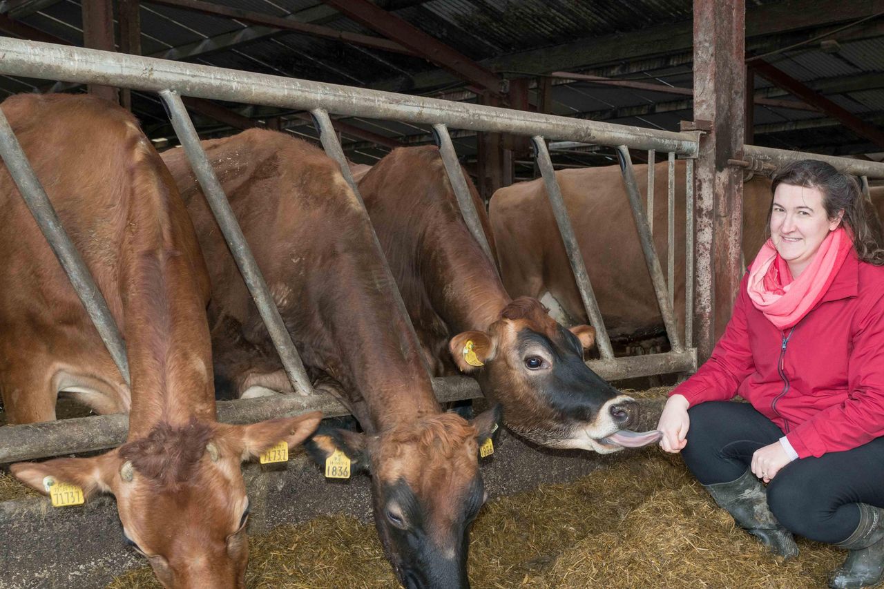 Why Jerseys are ‘the ideal addition to any dairy farm’ | Irish Independent