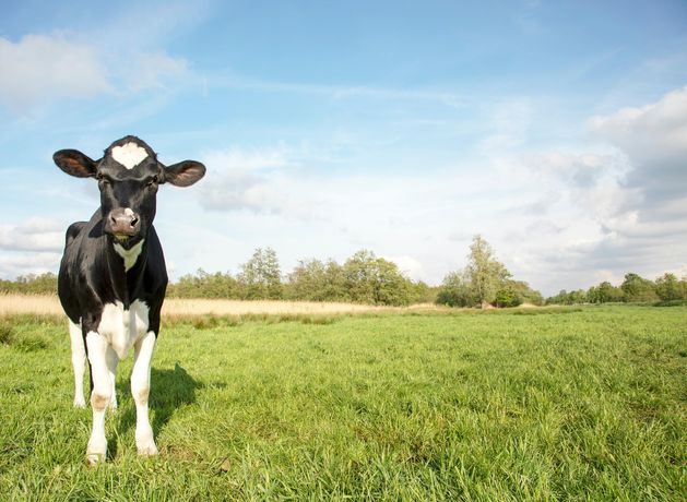 Fiona O’Connell: Outcry over torture of bawling baby cows will be short ...