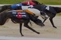 Cork County Council CEO Tim Lucey to take up role as head of Greyhound ...