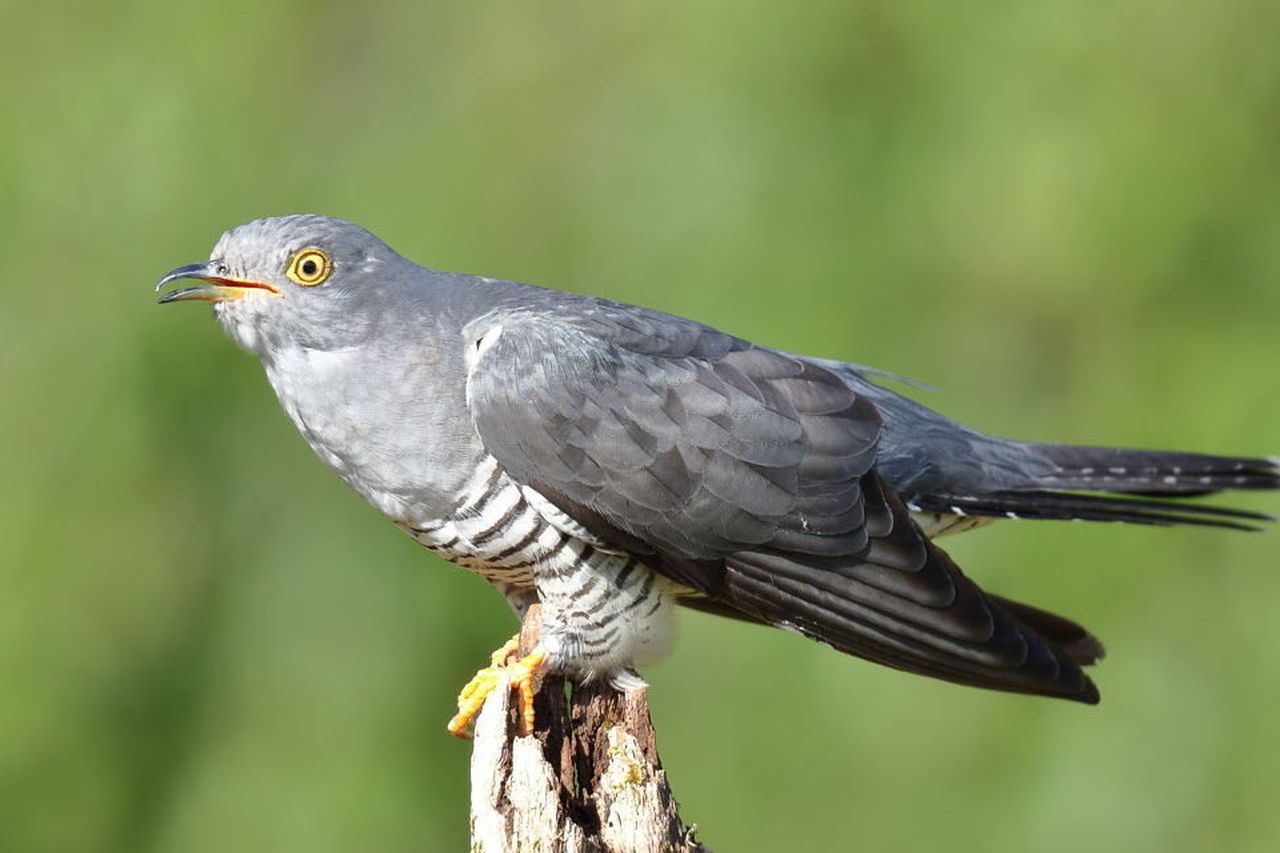 First cuckoo from tracking project lands in Killarney after spending ...