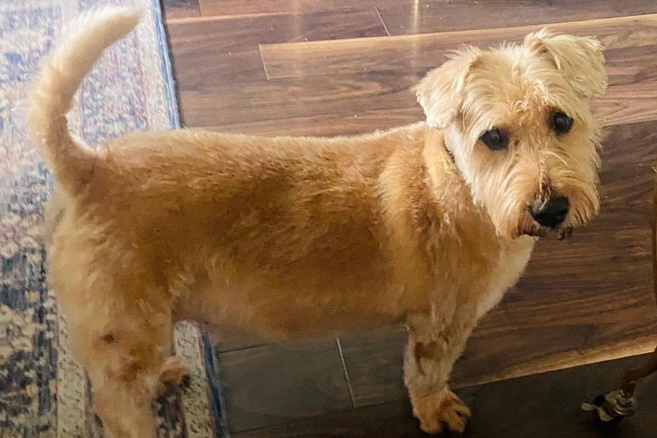 Justine O’Mahony: Rest easy Bowser – you were the best dog there ever ...