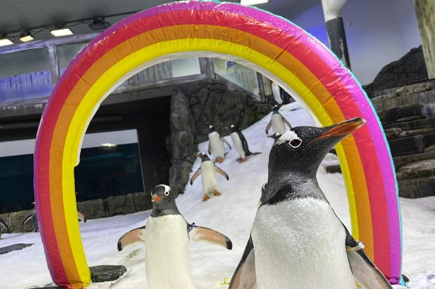 Gay penguin Sphen dies in Sydney, leaving behind partner Magic and a ...