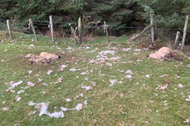 Wicklow IFA calls for action after seven sheep killed in farm’s third ...