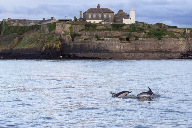 Wexford coast teeming with ‘more dolphins than ever’ | Irish Independent