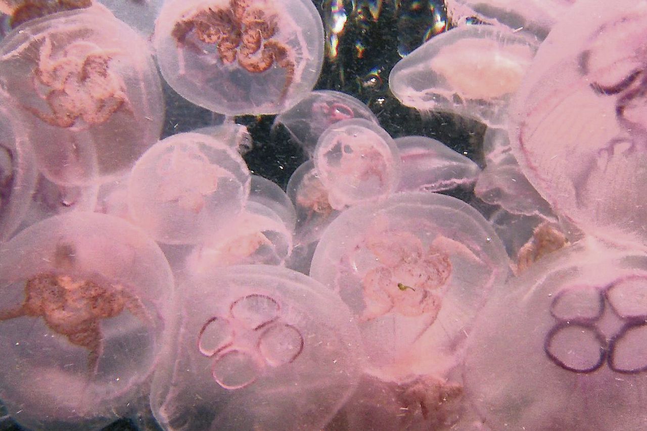 Making jelly babies – mating season in full bloom in Irish waters ...