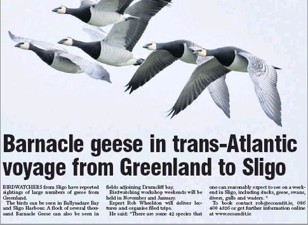 Barnacle geese in trans-atlantic voyage from Greenland to Sligo | Irish ...