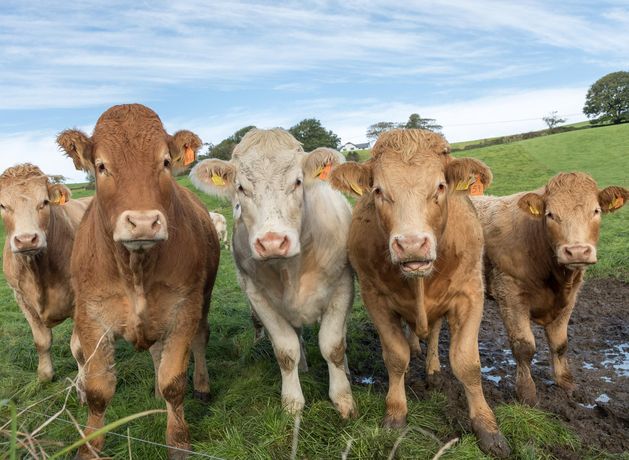 Lesser-quality animals hit hardest as rain brings surge in numbers ...