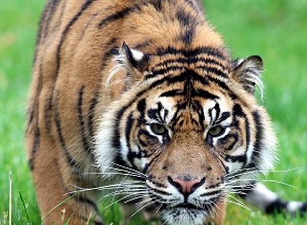 Jail terms for Indian poachers rise | Irish Independent