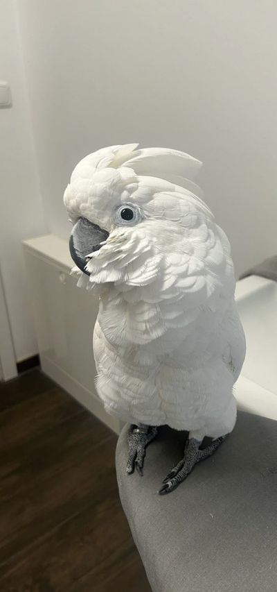 Court awards €2,000 to Kerry owners of German-speaking cockatoo that ...