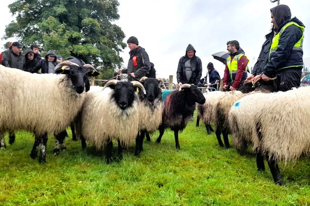 Music, sheep and dogs in County Sligo festival | Irish Independent