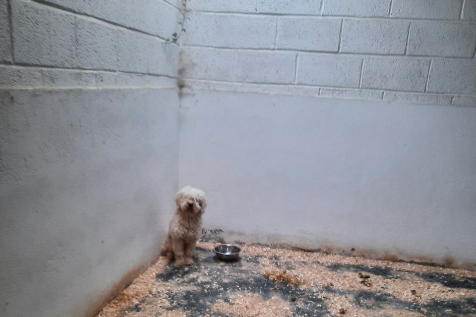Illegal puppy farm raided in Louth, 18 pups rescued from ‘terrible ...