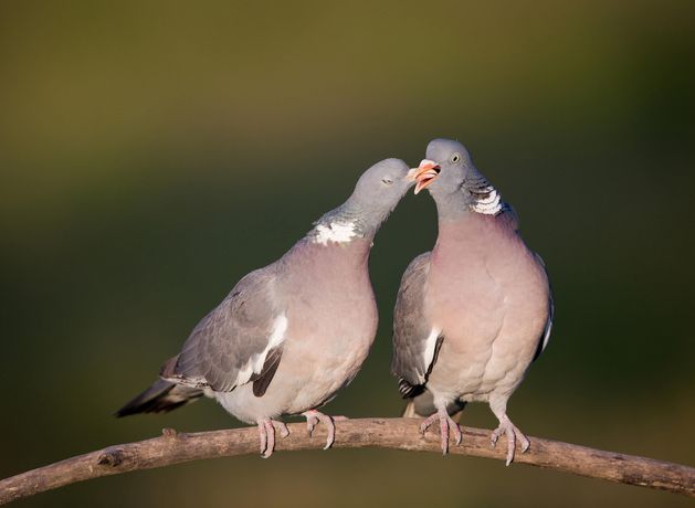 Call to end year-round open season on wood pigeon as ‘hunters abusing ...