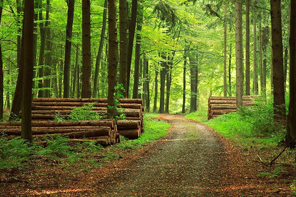 Forestry and wood sectors worth more than €2 billion annually to Irish ...