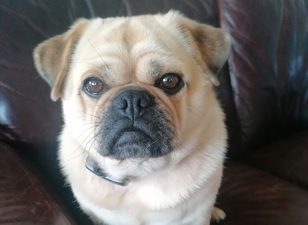 My Pet: Meet Arthur, a jug filled to the brim with love | Irish Independent